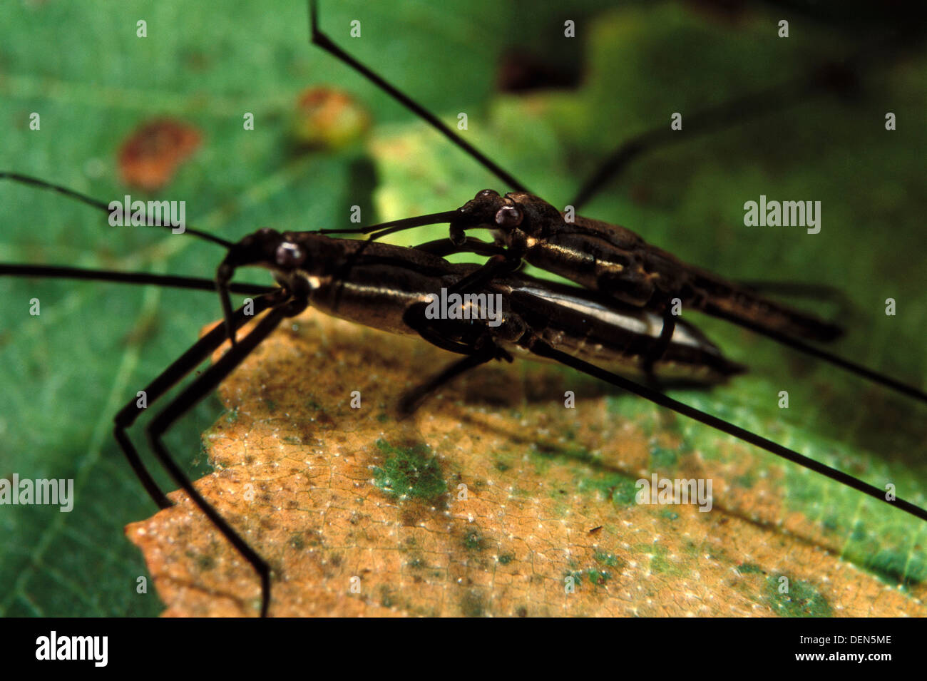 Water Strider Life Cycle