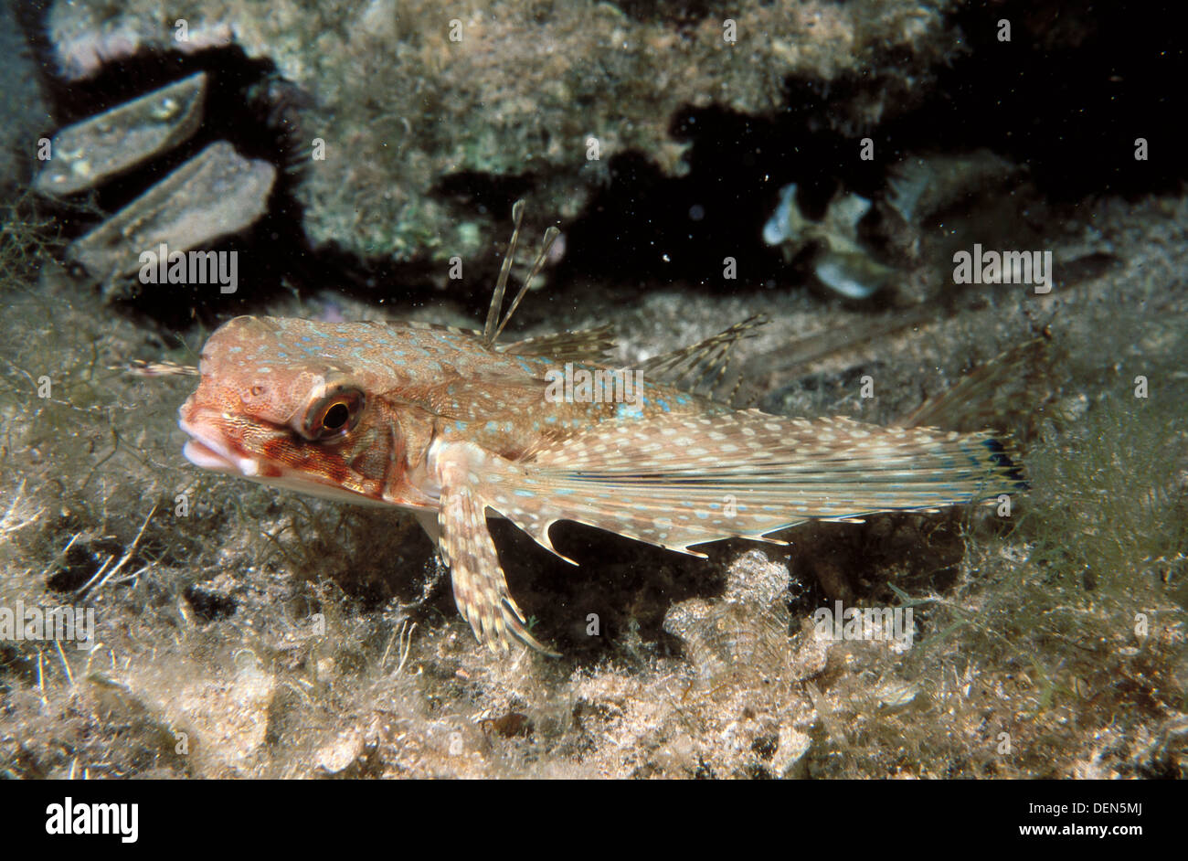 Dactylopterus hi-res stock photography and images - Alamy