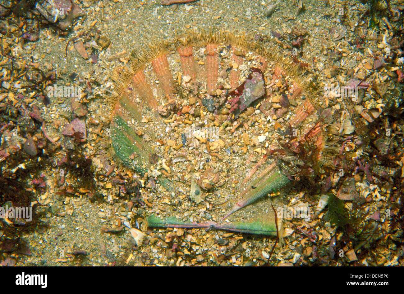 Scallop (Pecten maximus), mimicry in sand. Galicia, Spain Stock Photo ...