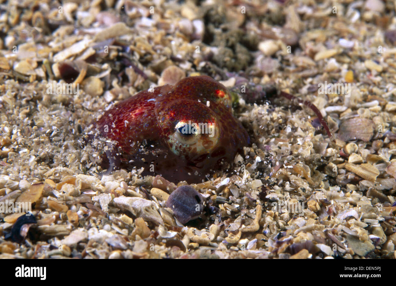 Atlantic bobtail hi-res stock photography and images - Alamy