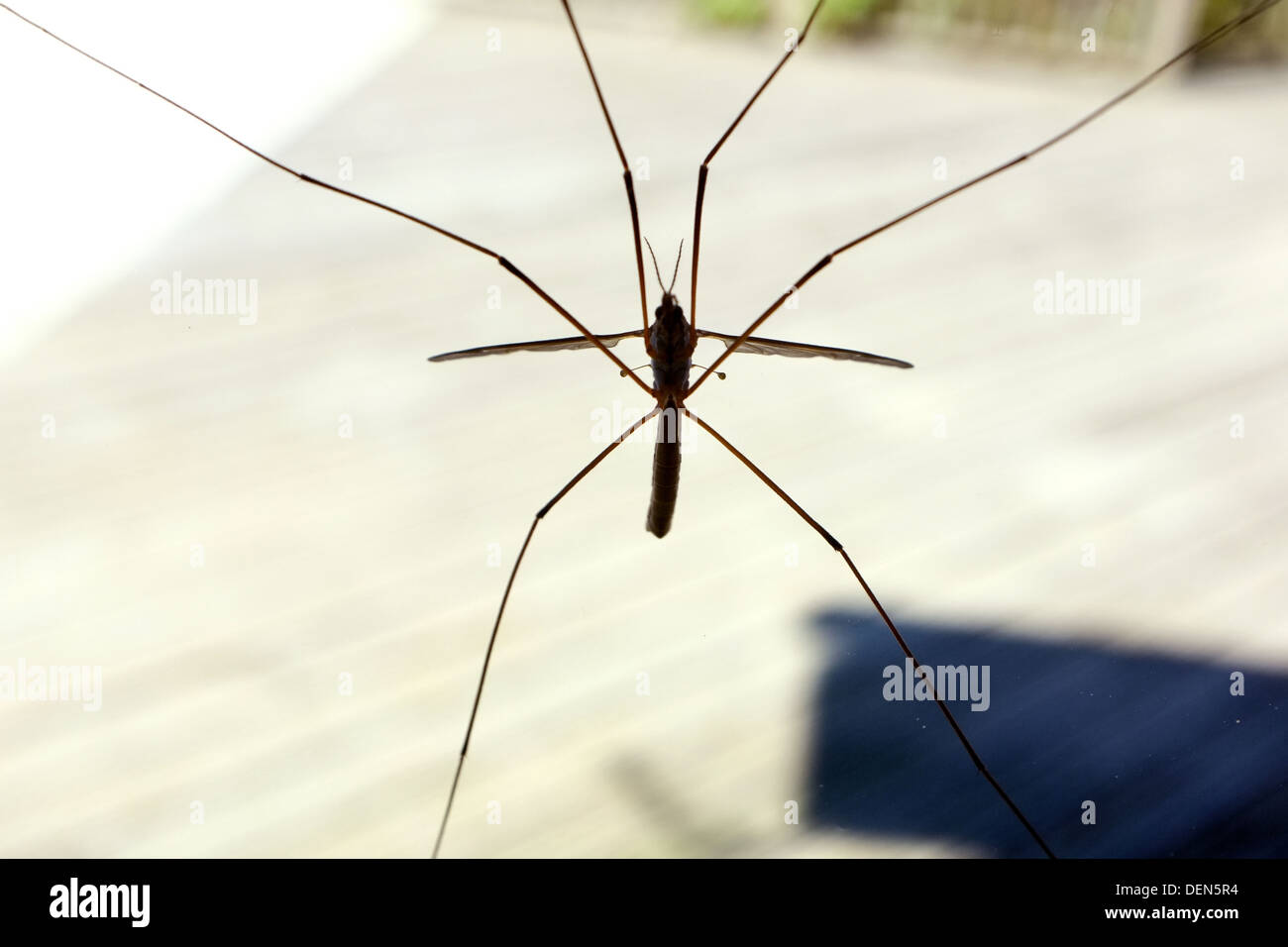 A long legged flying insect silhouetted on a window Stock Photo - Alamy
