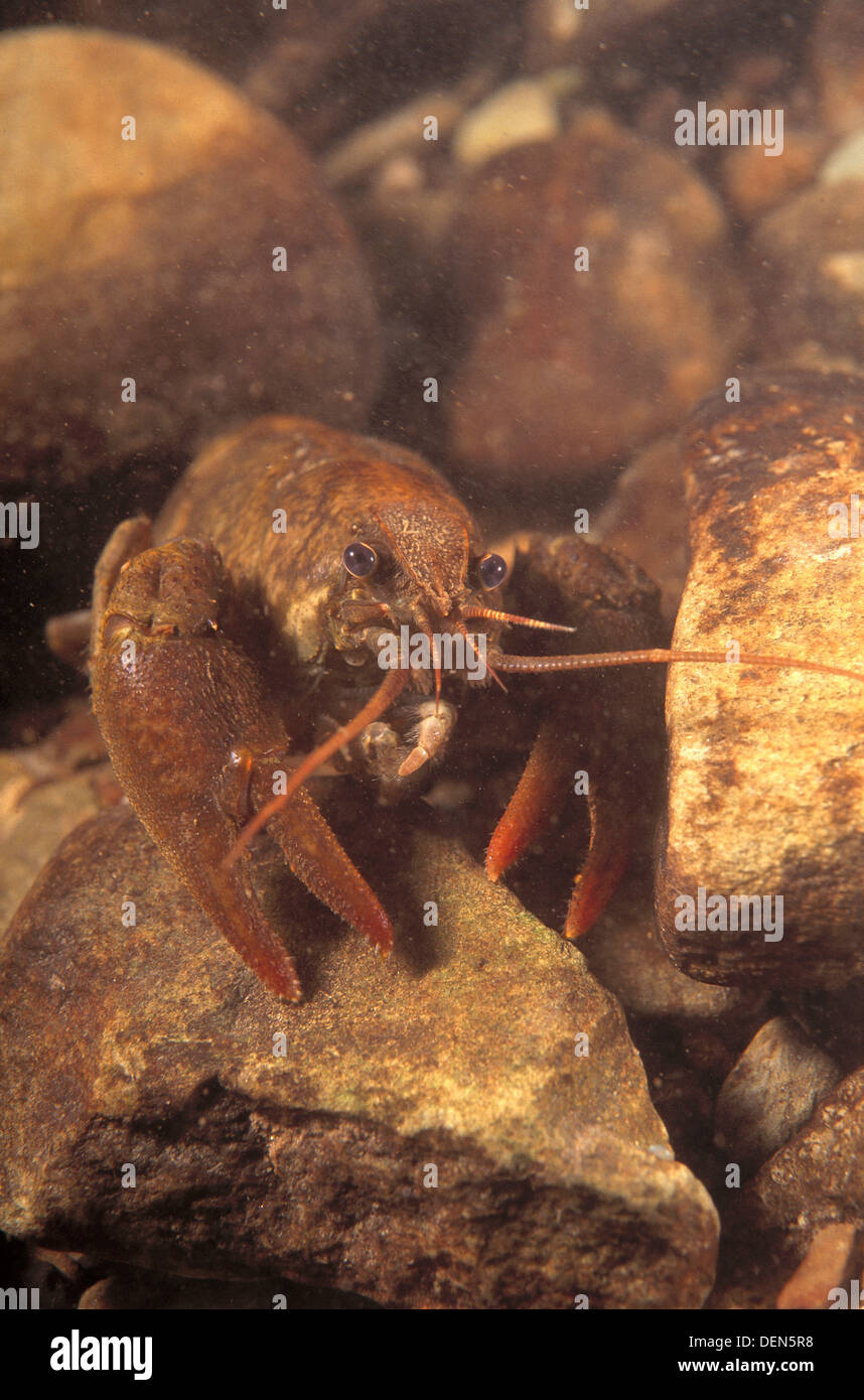 White clawed crayfish austropotamobius pallipes hi-res stock ...