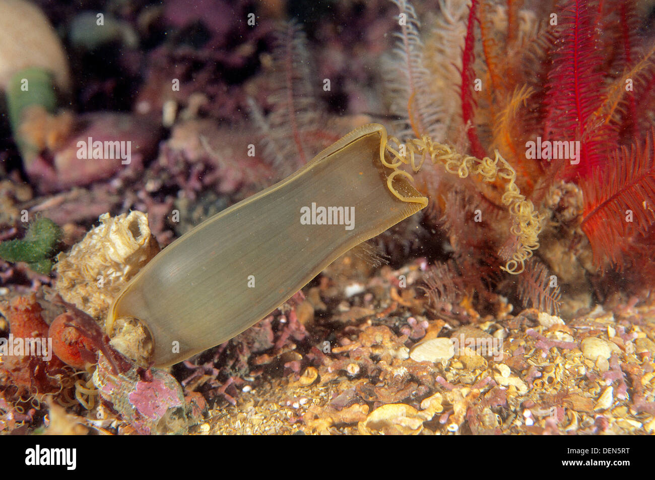 Common dogfish hi-res stock photography and images - Alamy