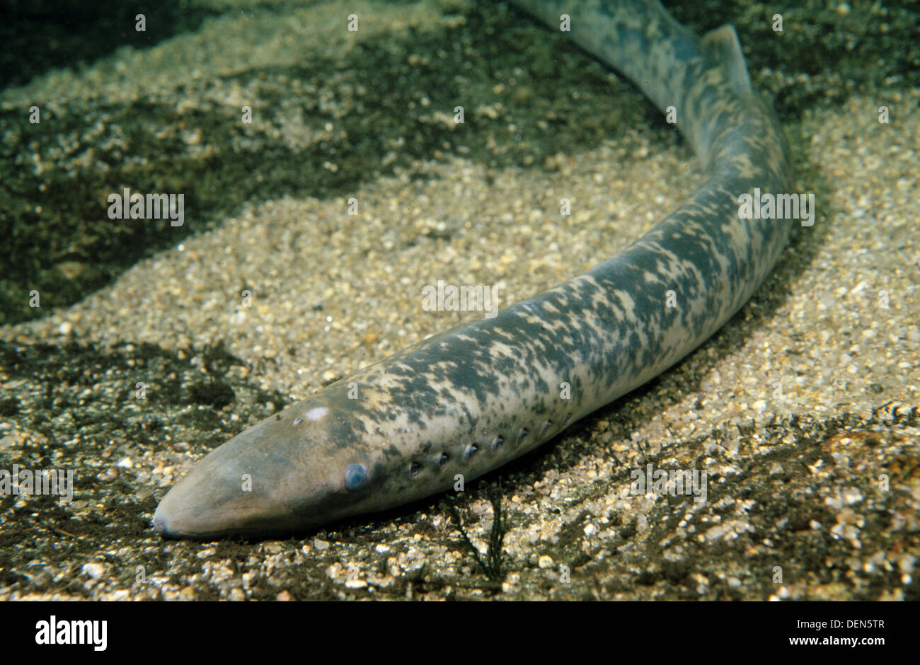 Petromyzon Lamprey