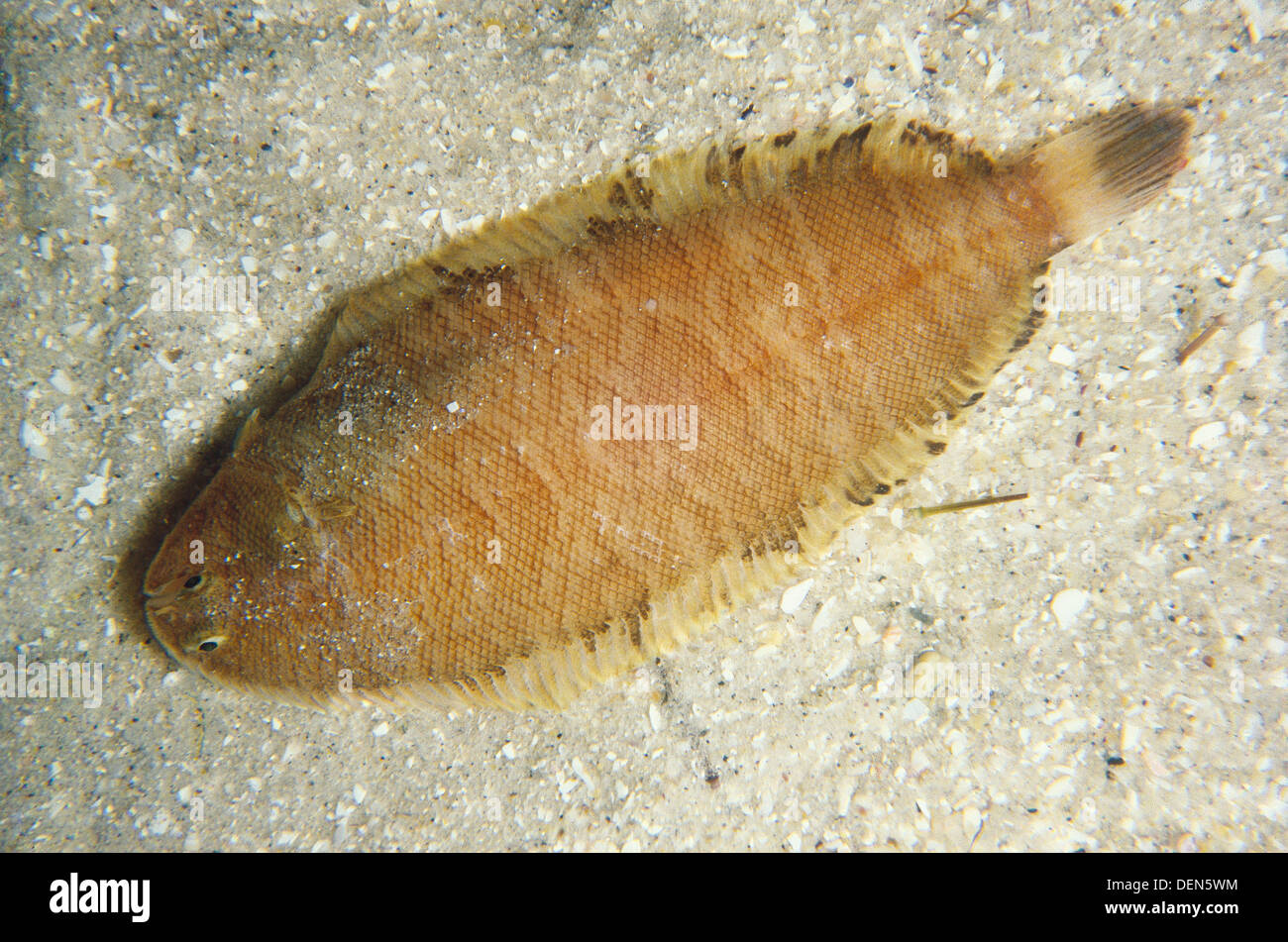 Thickback hi-res stock photography and images - Alamy