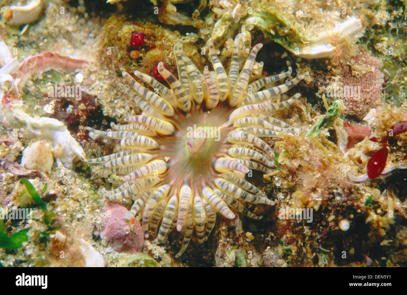 Bunodactis verrucosa hi-res stock photography and images - Alamy