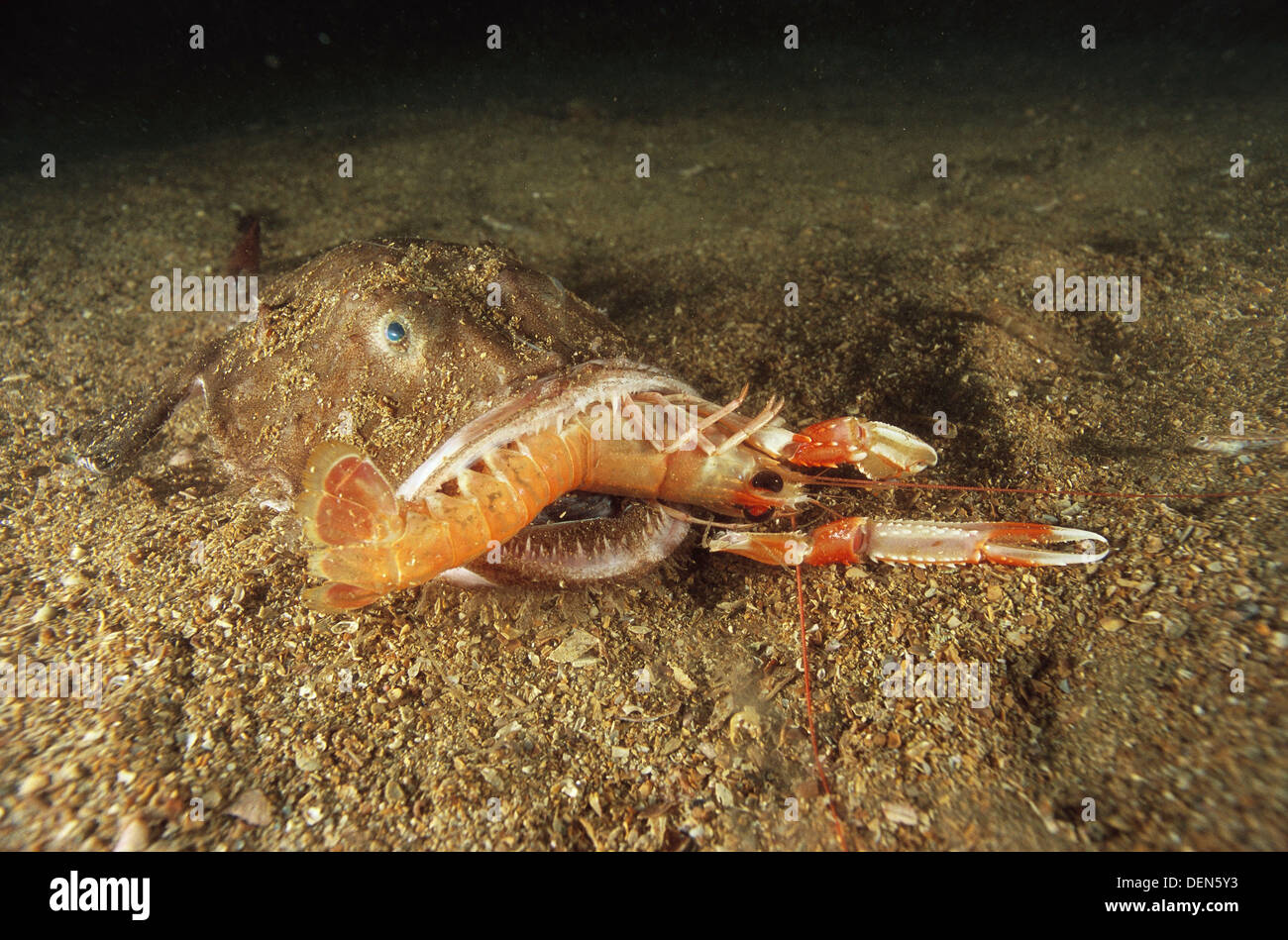 Eastern Atlantic. Galicia. Spain. Angler fish devouring Norway lobster ...