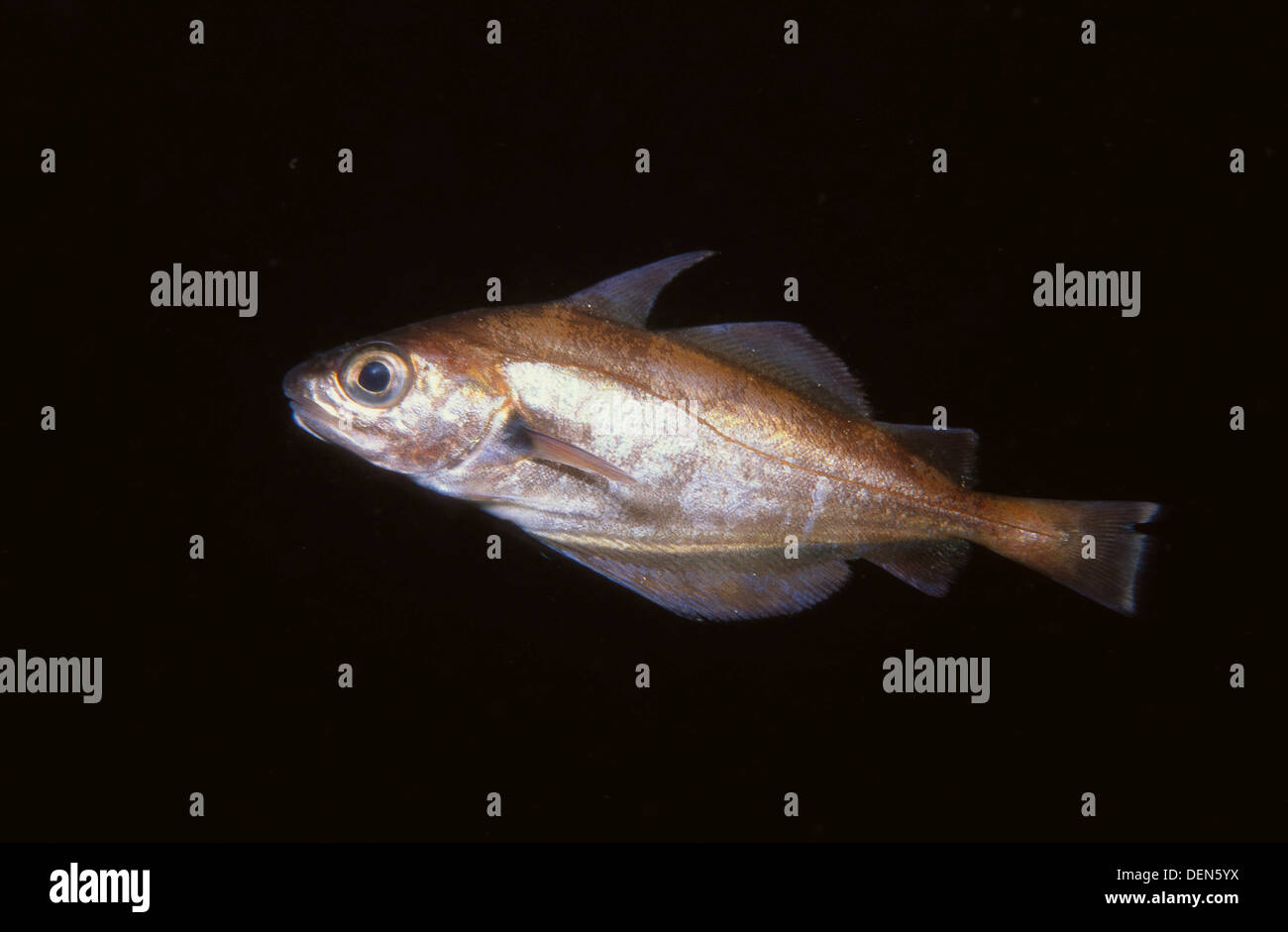 Our poor galicia hi-res stock photography and images - Alamy