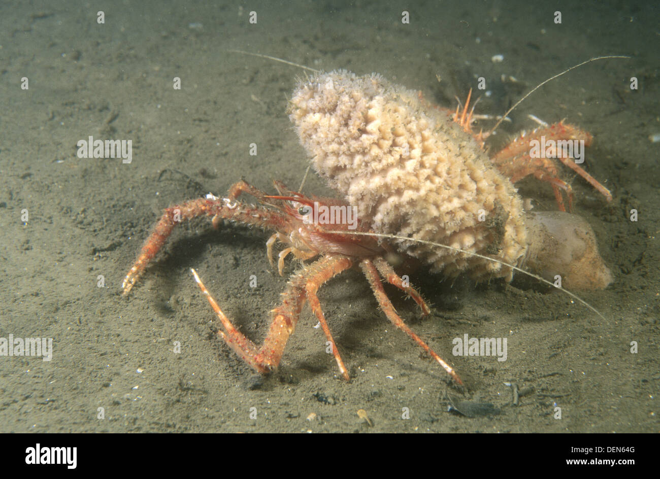 Munida Rugosa High Resolution Stock Photography and Images - Alamy
