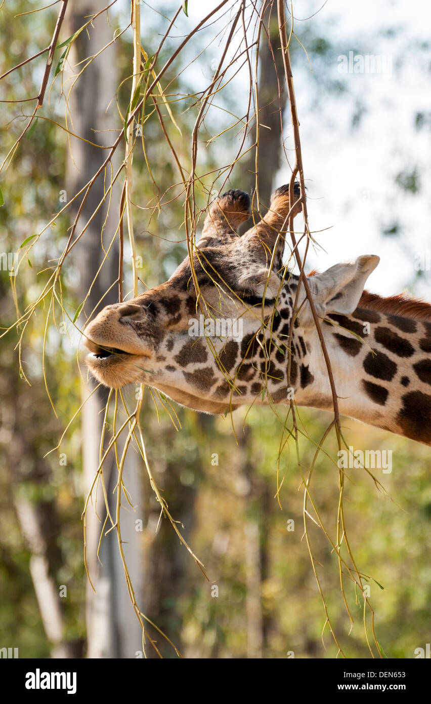 California, San Diego Zoo, giraffe (Giraffa camelopardais Stock Photo ...