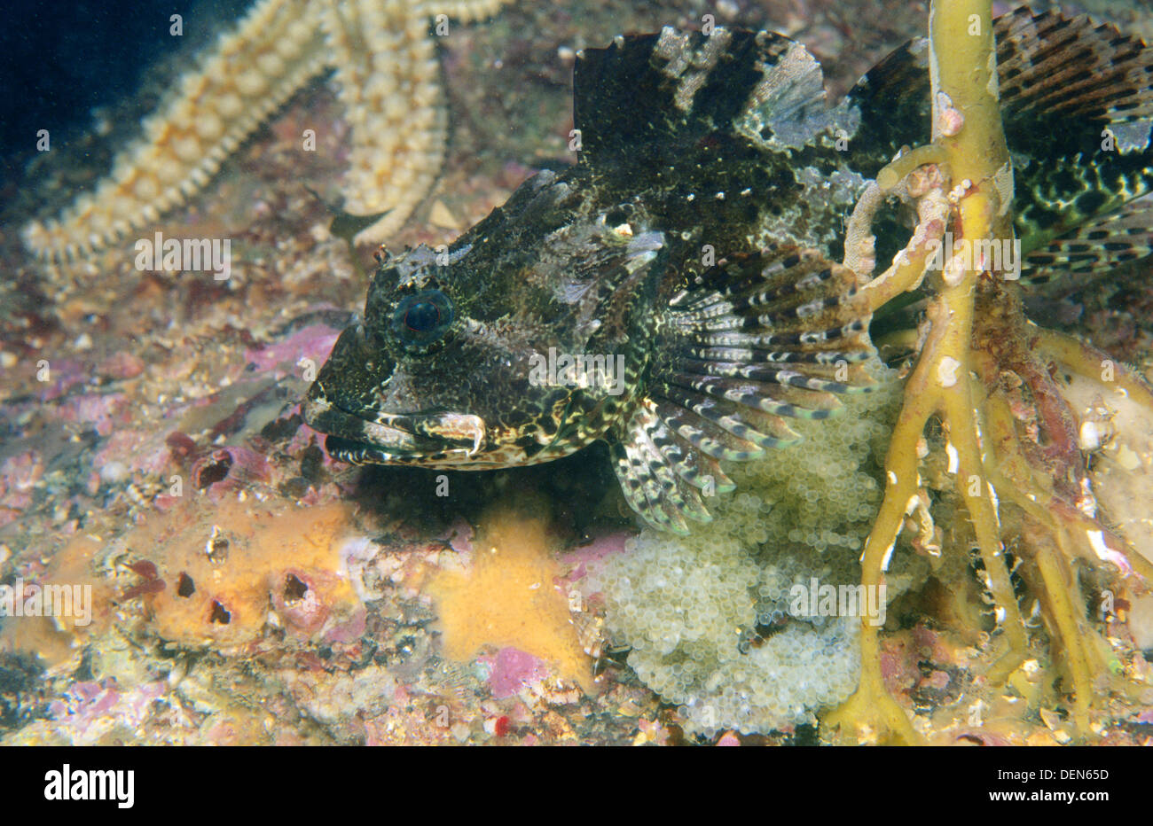 Long spined scorpion fish hi-res stock photography and images - Alamy