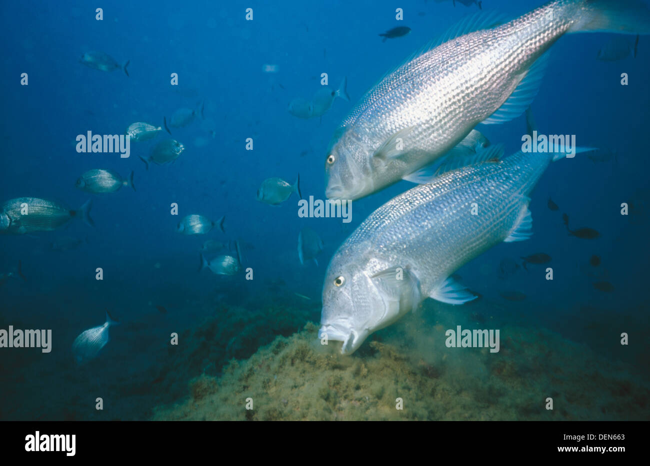 Common dentex dentex dentex hi-res stock photography and images - Alamy