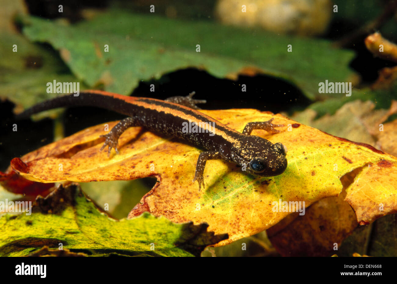 Chioglossa Lusitanica Lusitanica High Resolution Stock Photography and ...
