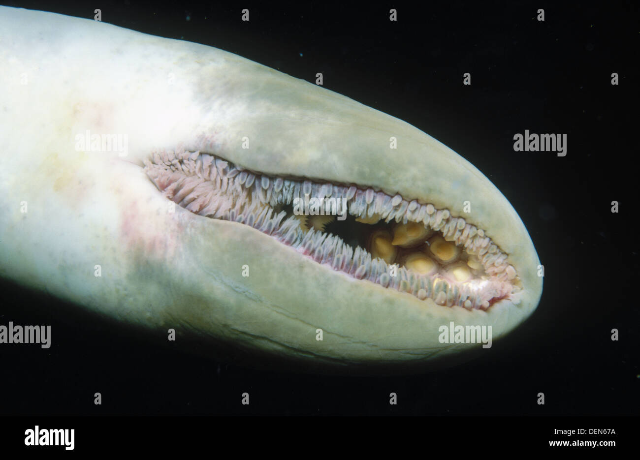 Sea Lamprey Petromyzon Marinus Stock Photos & Sea Lamprey Petromyzon ...