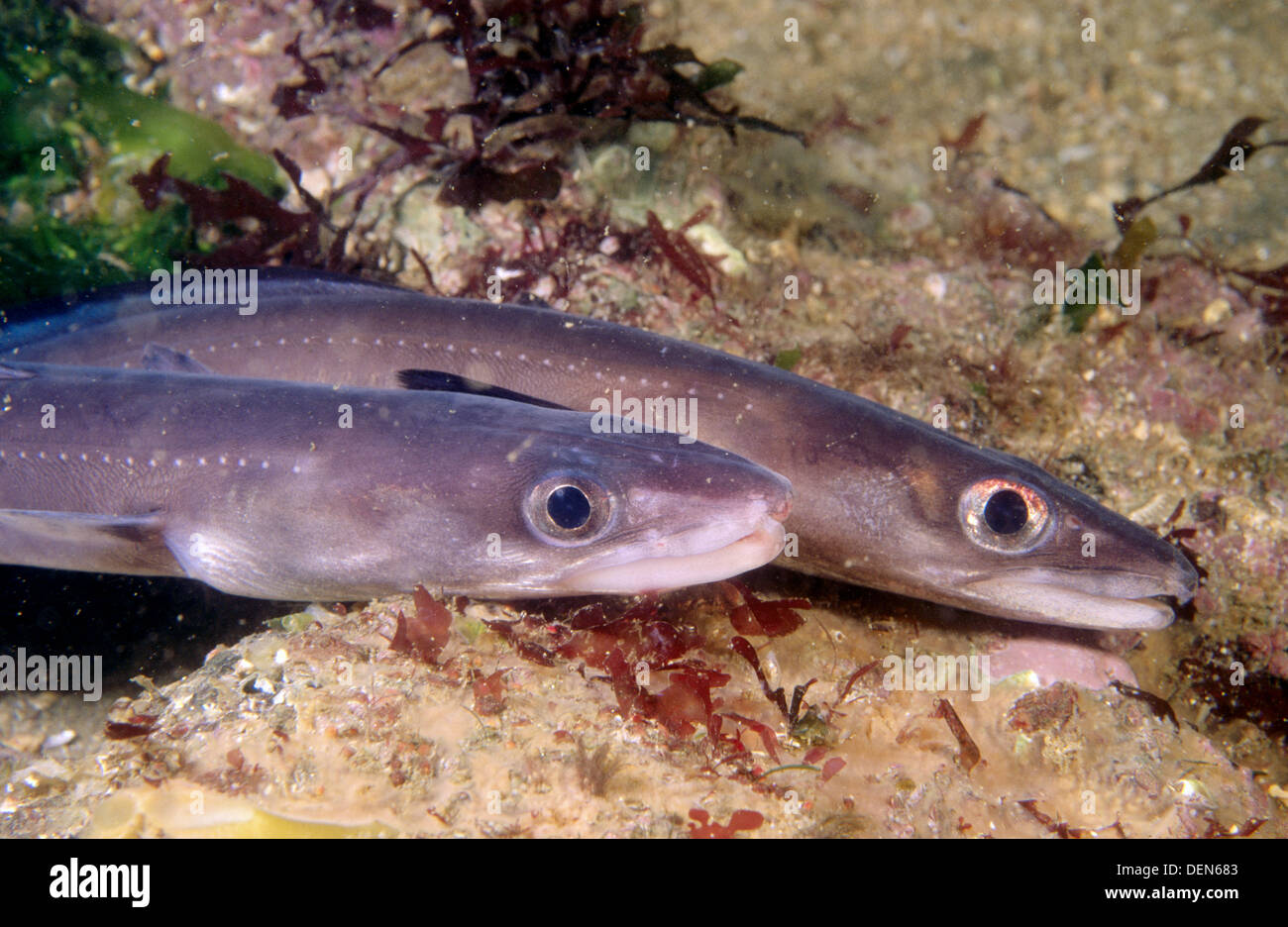 Conger Eel Spain High Resolution Stock Photography and Images - Alamy
