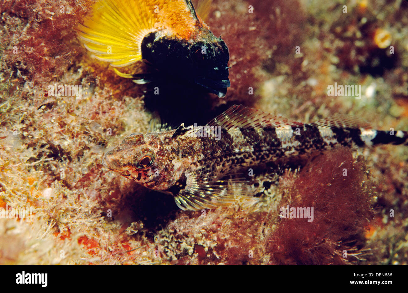 Yellow Black-faced Blenny (Tripterygion delaisi) mating, Eastern ...