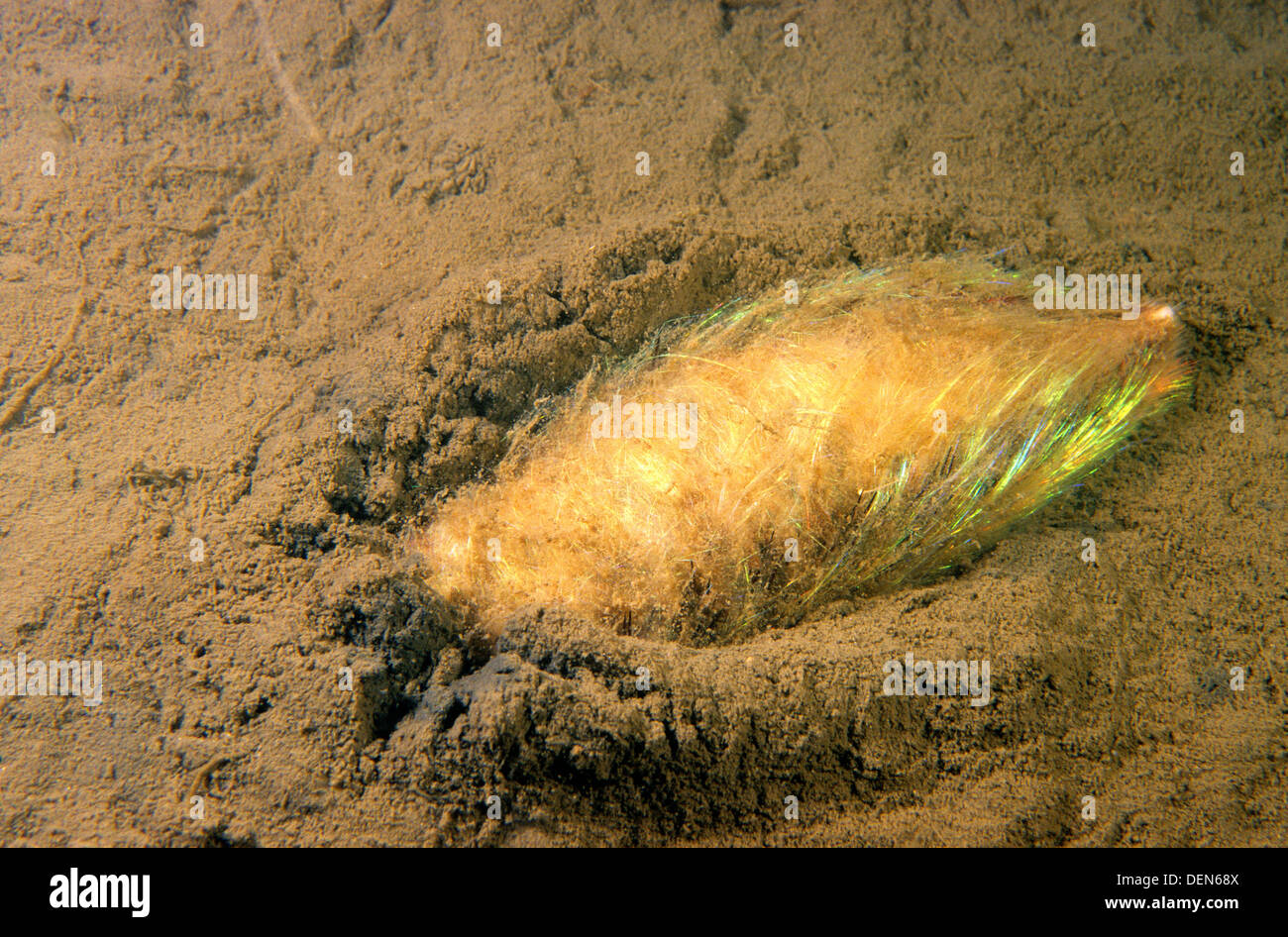 Sea mouse aphrodita aculeata hi-res stock photography and images - Alamy