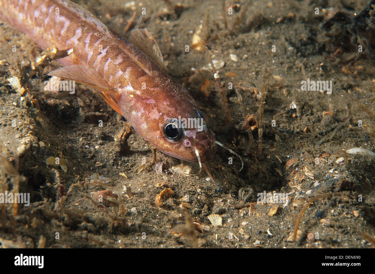 Three bearded rockling gaidropsarus vulgaris hi-res stock photography ...