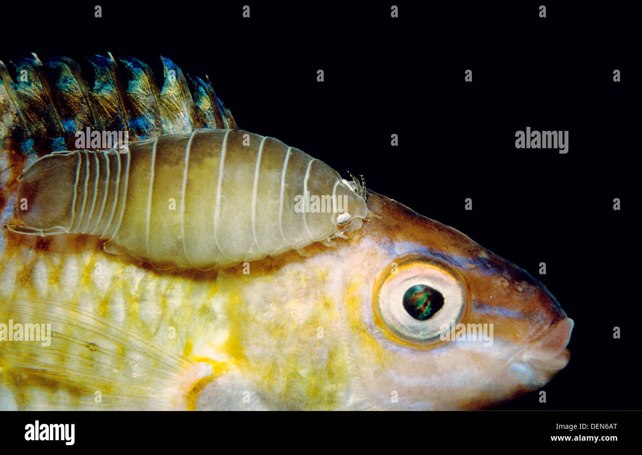 Parasitic Isopod High Resolution Stock Photography and Images - Alamy