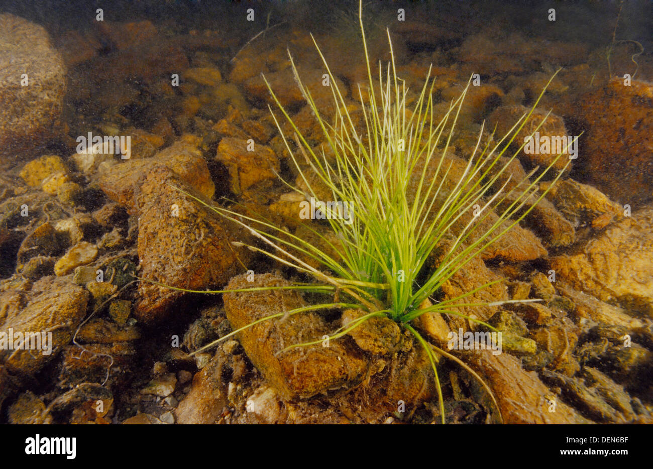 Isoetes High Resolution Stock Photography and Images - Alamy