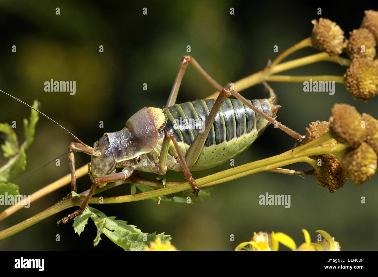Tettigoniidae