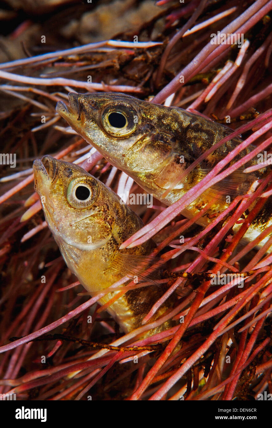 Gasterosteus Gymnurus High Resolution Stock Photography and Images - Alamy