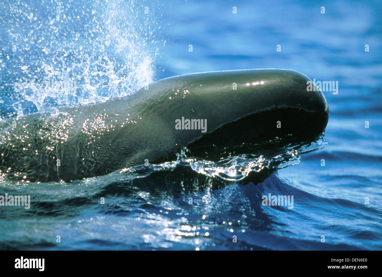 False Killer Whale (Pseudorca crassidens) surfacing in the Auau Channel ...