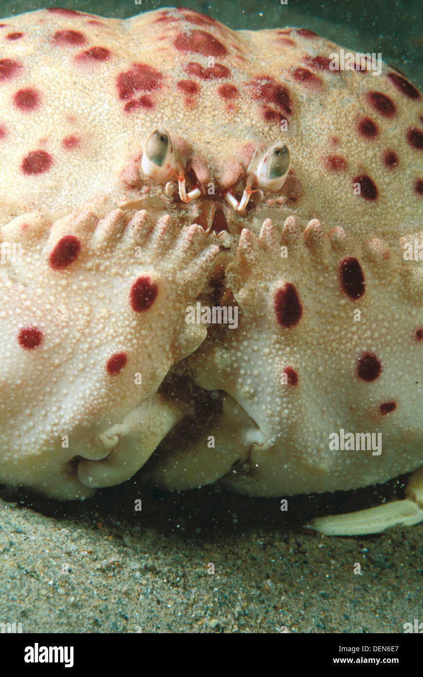 Granulata hi-res stock photography and images - Alamy