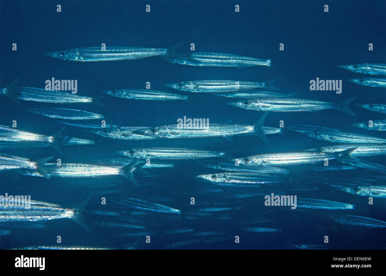 Sennet hi-res stock photography and images - Alamy