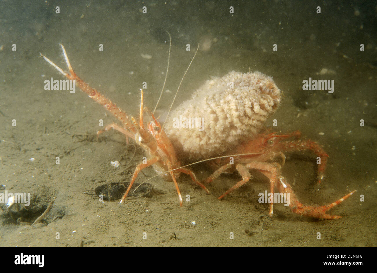 Munida Rugosa High Resolution Stock Photography and Images - Alamy