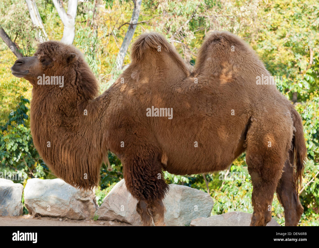 California, San Diego Zoo, two hump Bactrian camel (Camelus bactrianus ...