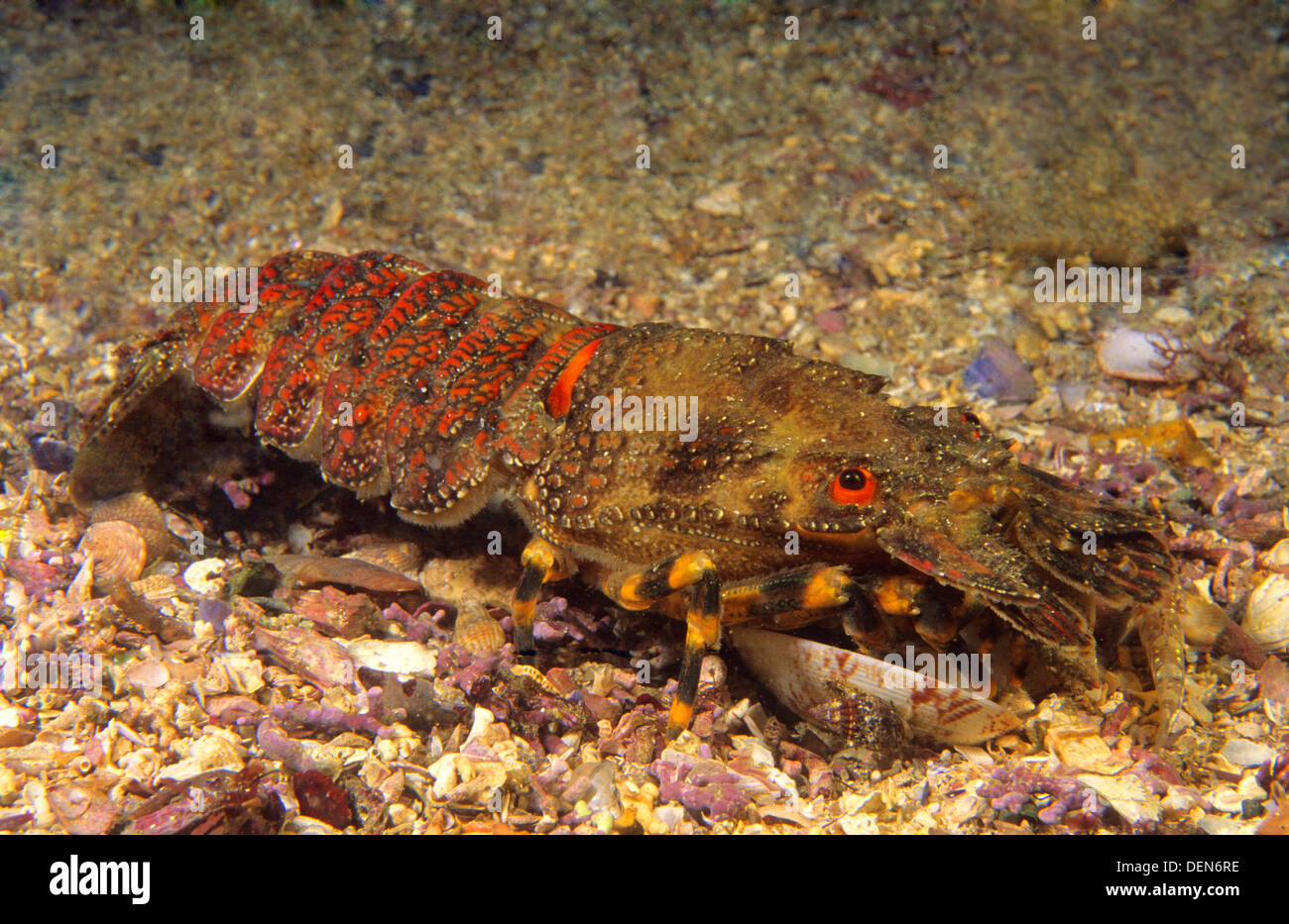 Little venus hi-res stock photography and images - Alamy