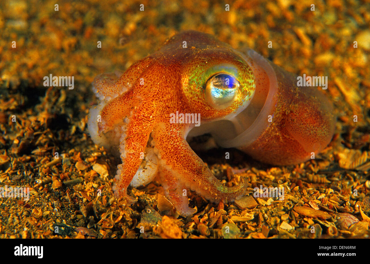 Atlantic bobtail hi-res stock photography and images - Alamy