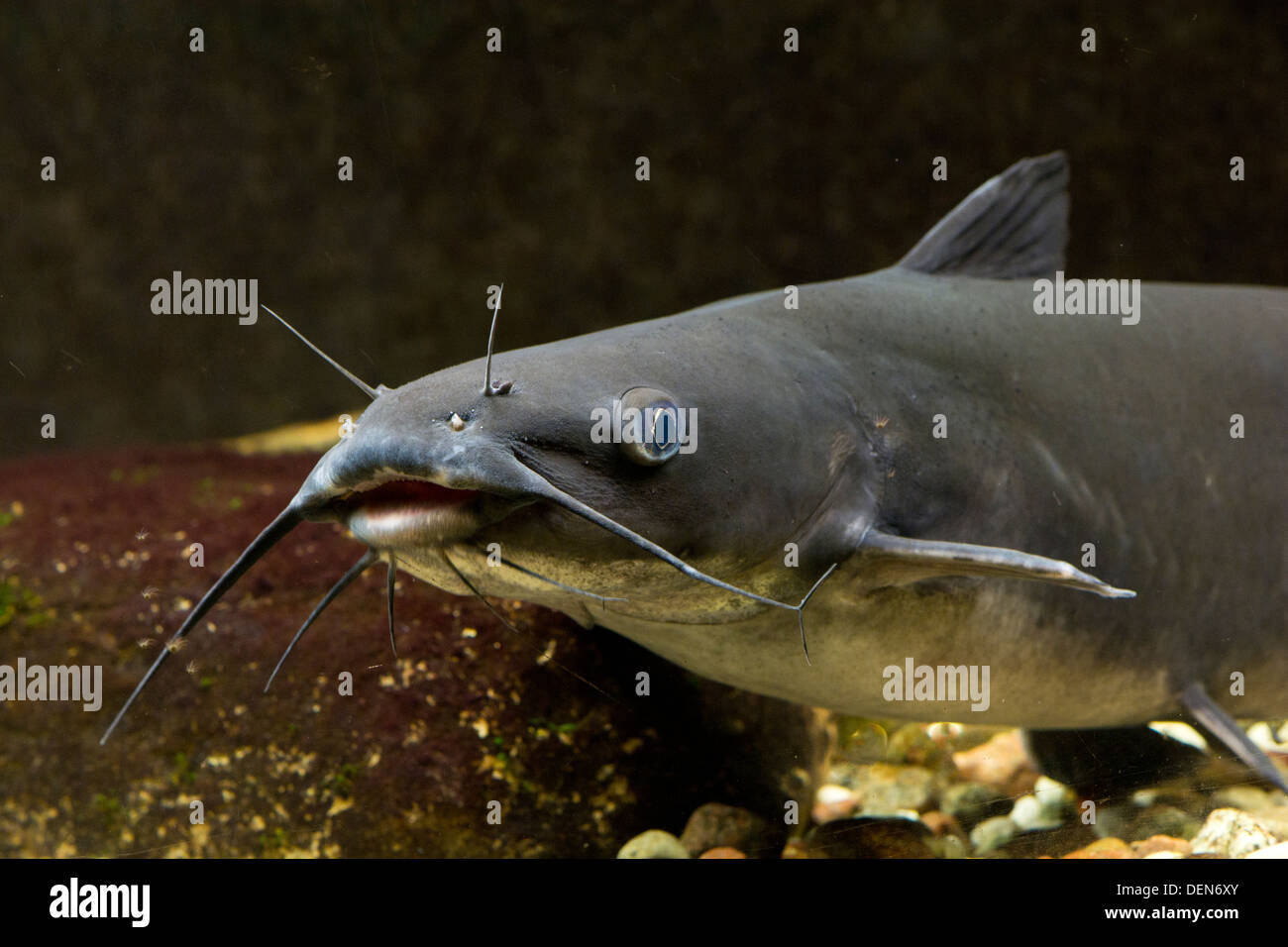 A catfish hi-res stock photography and images - Alamy