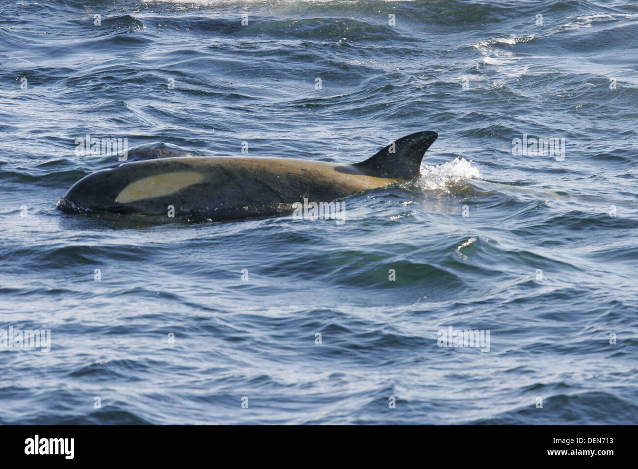 Type a killer whale hi-res stock photography and images - Alamy