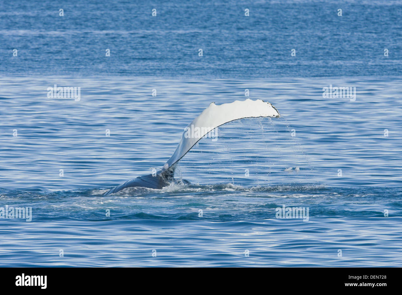 Tubercle humpback whale hi-res stock photography and images - Alamy