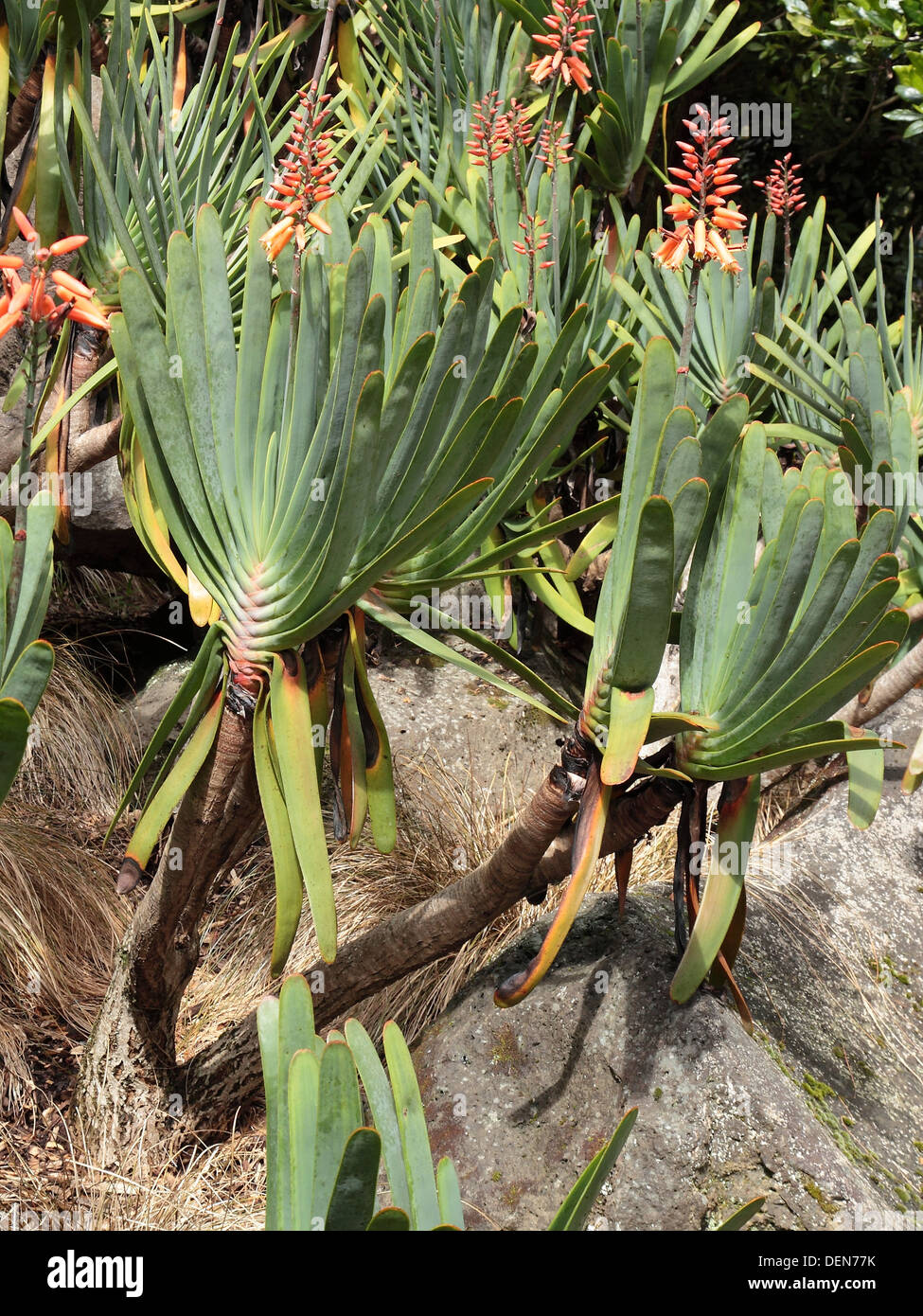 Aloes flowering in a botanic garden Stock Photo - Alamy