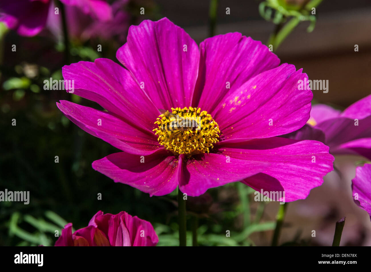 hever kent wild flowers roses red spring england uk europe daisy flora ...