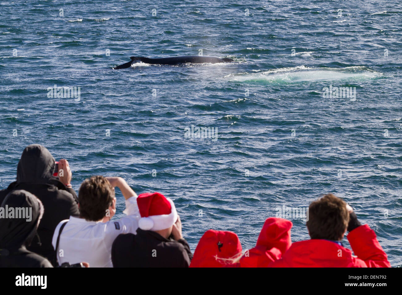 Tubercle humpback whale hi-res stock photography and images - Alamy