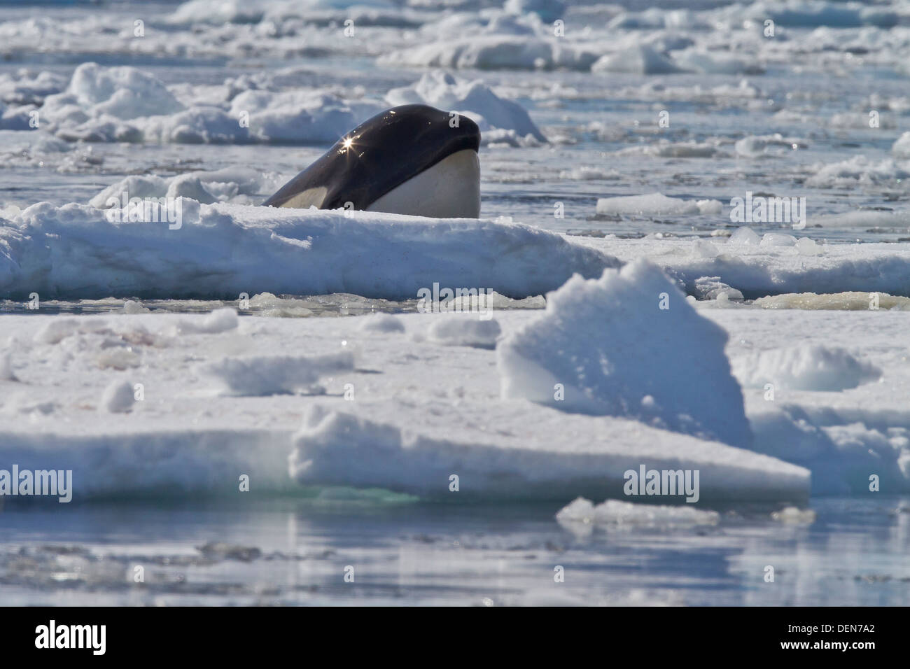 Killer whale orca tooth orcinus hi-res stock photography and images - Alamy