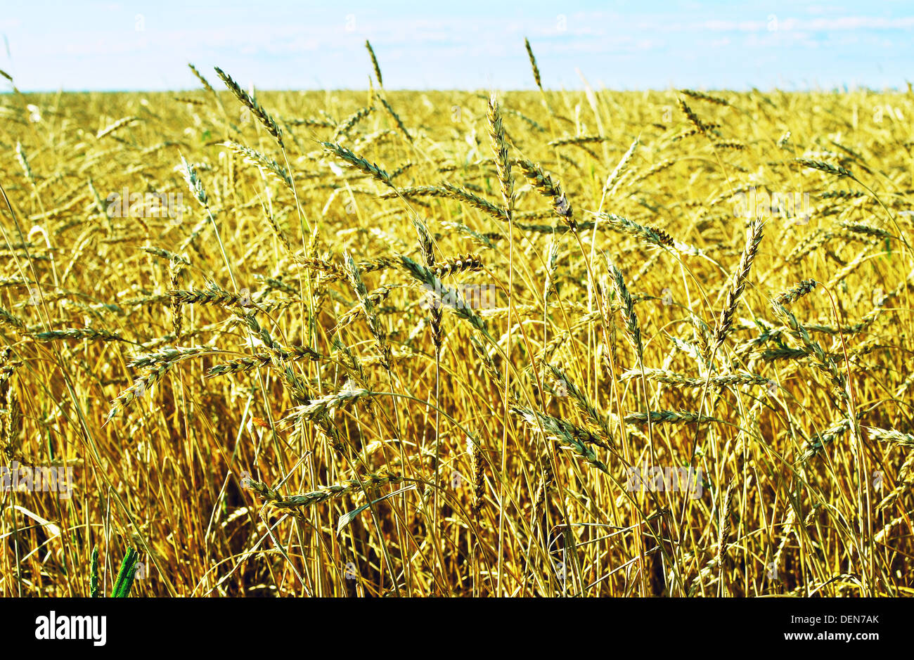 wheat field and blue sky Stock Photo - Alamy