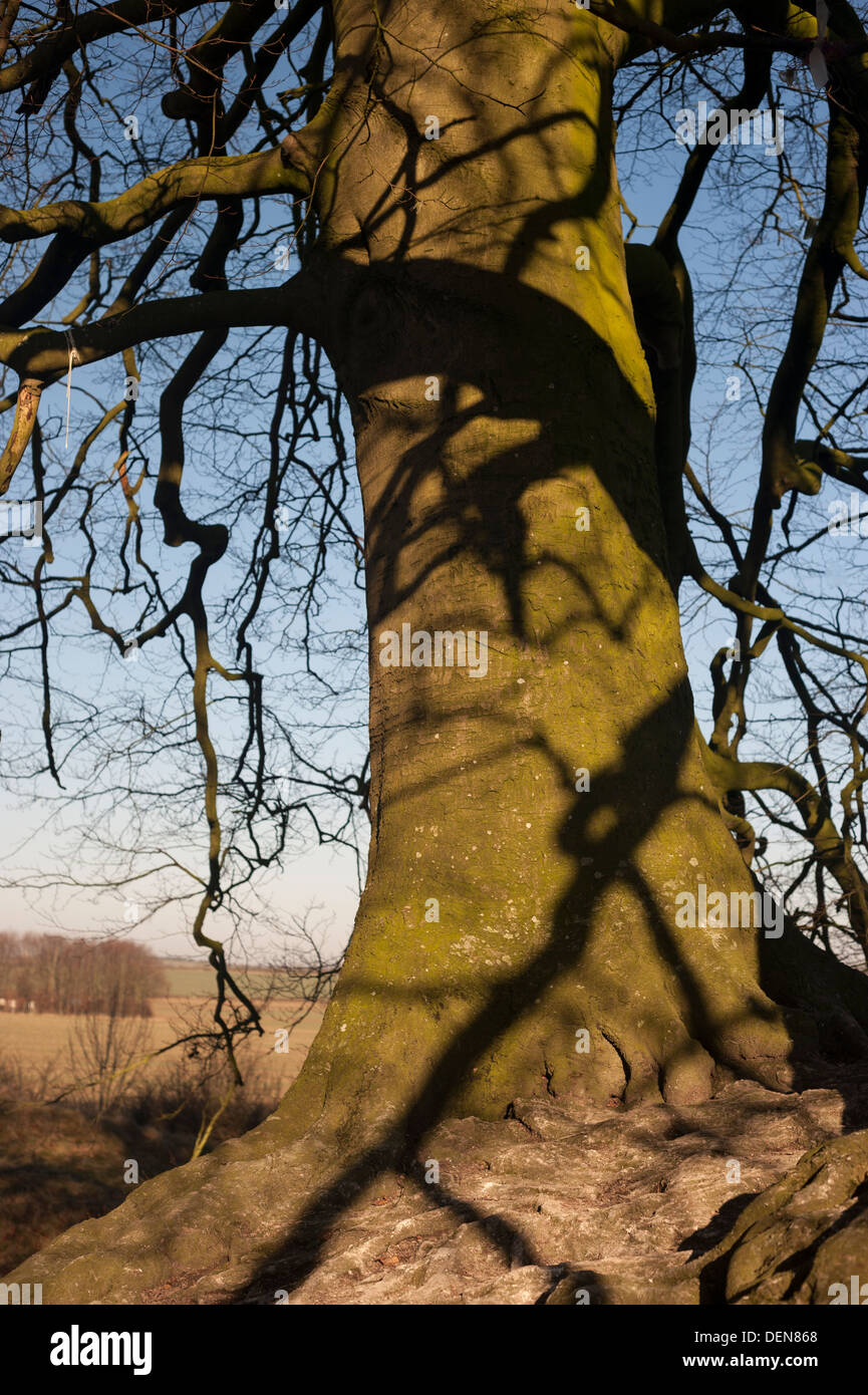 Ancient oak tree at the Unesco World Heritage Site of Avebury ...