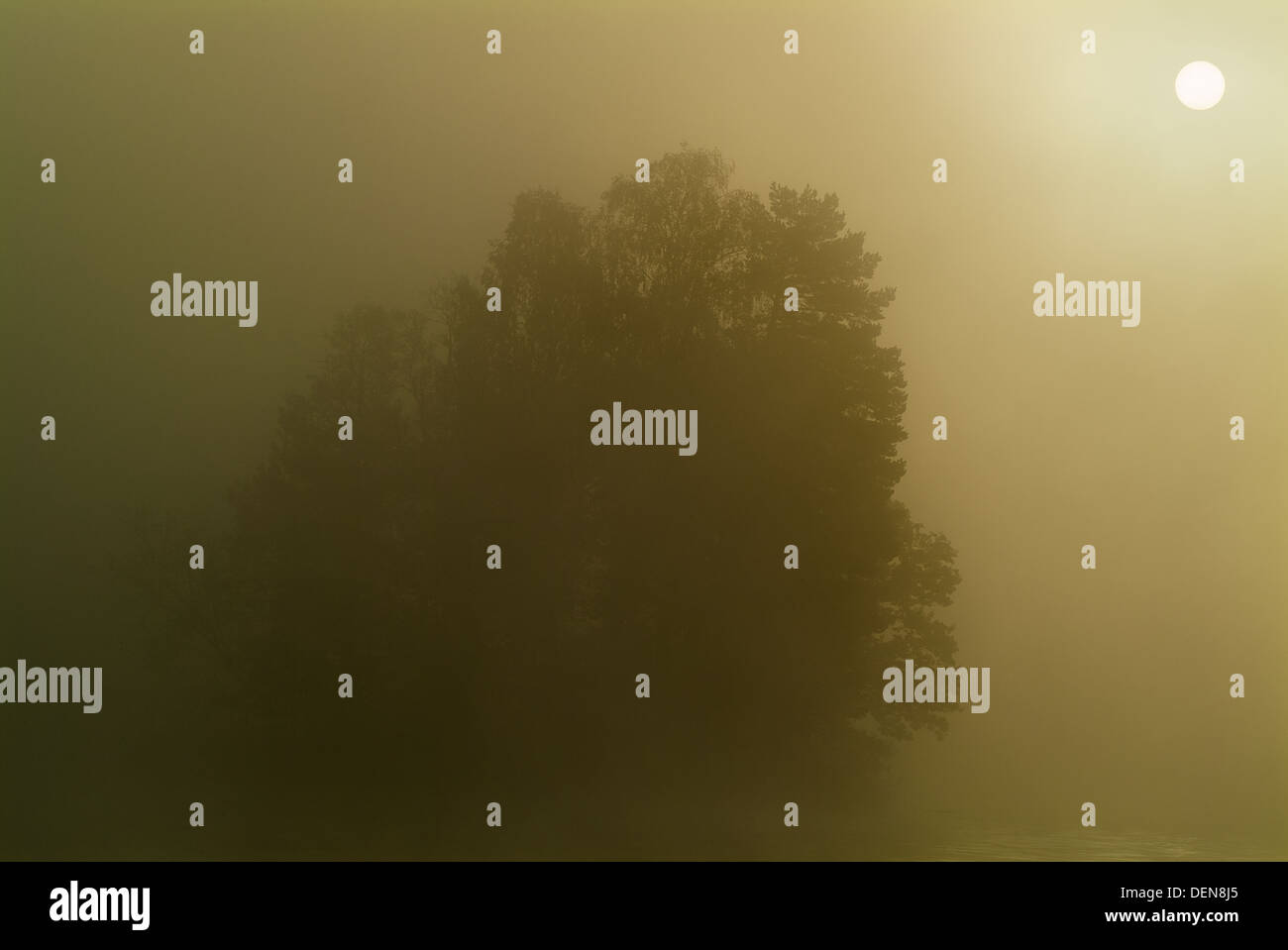 Sun shining through fog with silhouetted tree, Sweden Stock Photo - Alamy