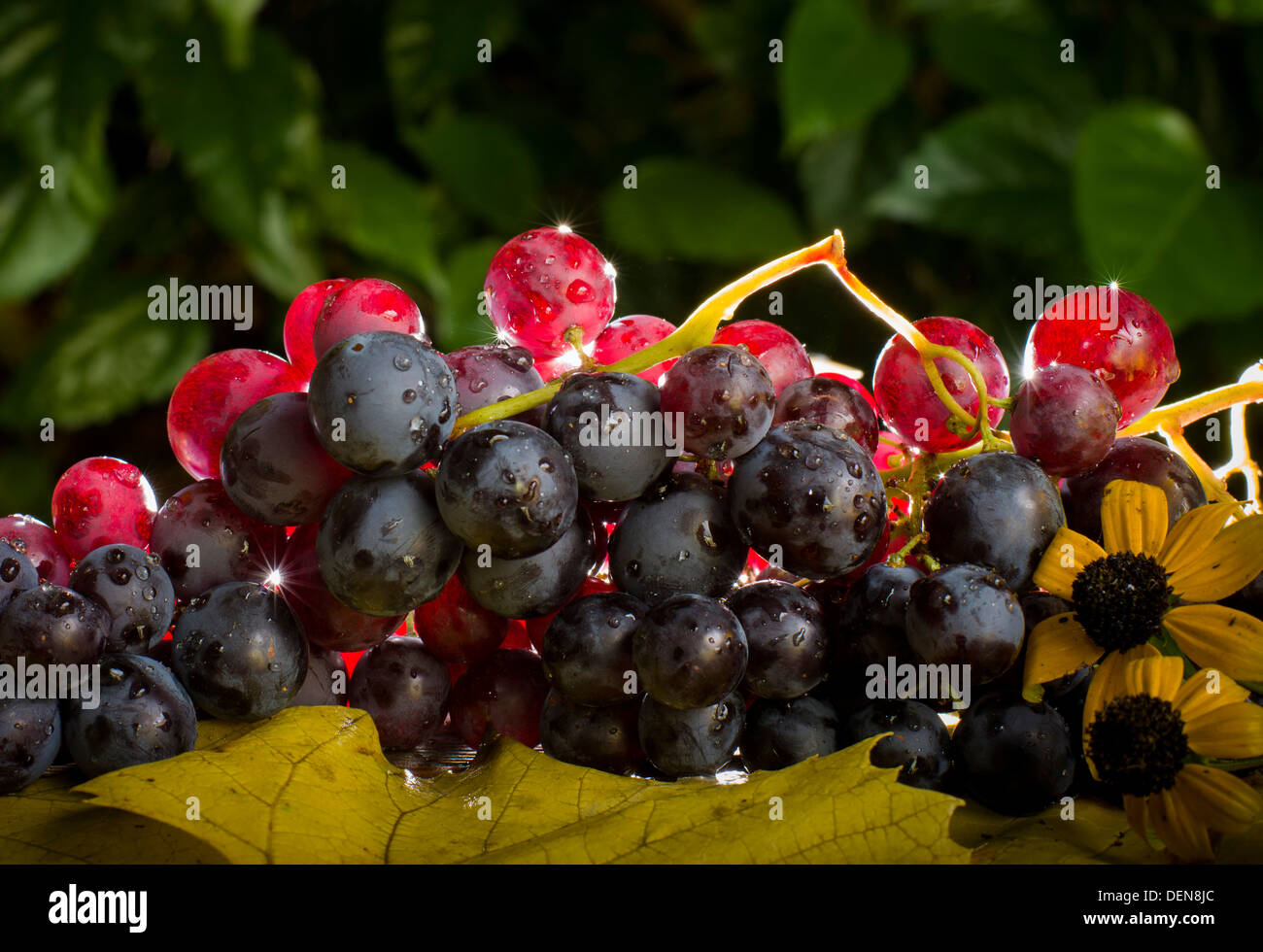 Grape muscat hi-res stock photography and images - Alamy