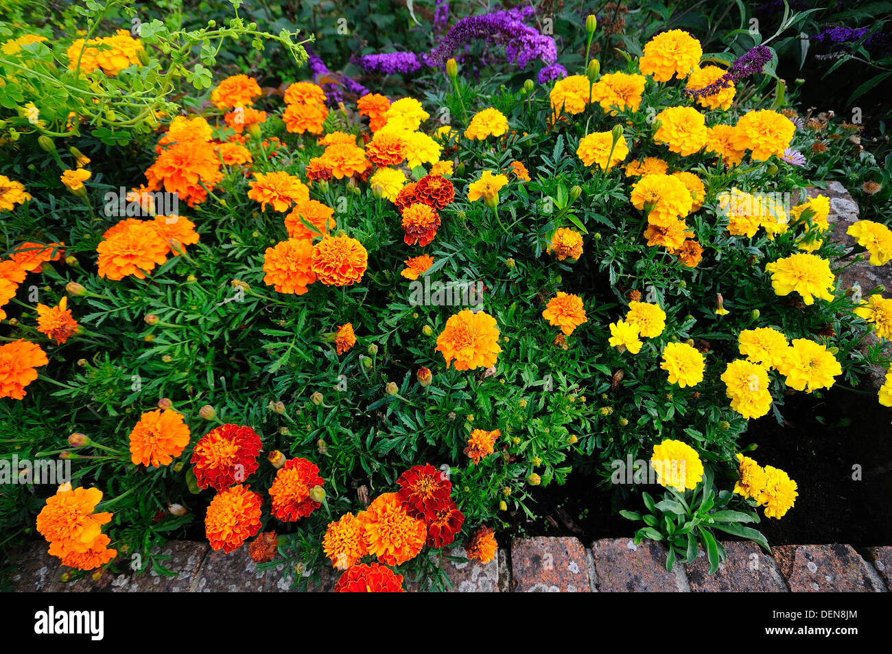 A colourful annual flower display Stock Photo - Alamy