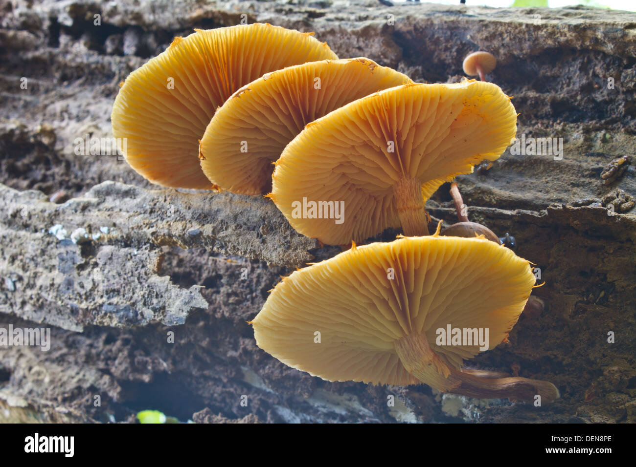 Mushrooms growing on live tree hi-res stock photography and images - Alamy