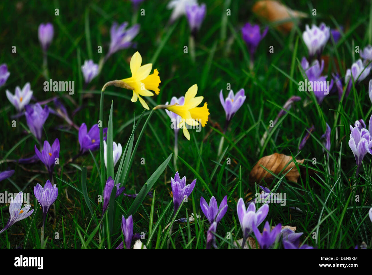 Spring bulbs hi-res stock photography and images - Alamy
