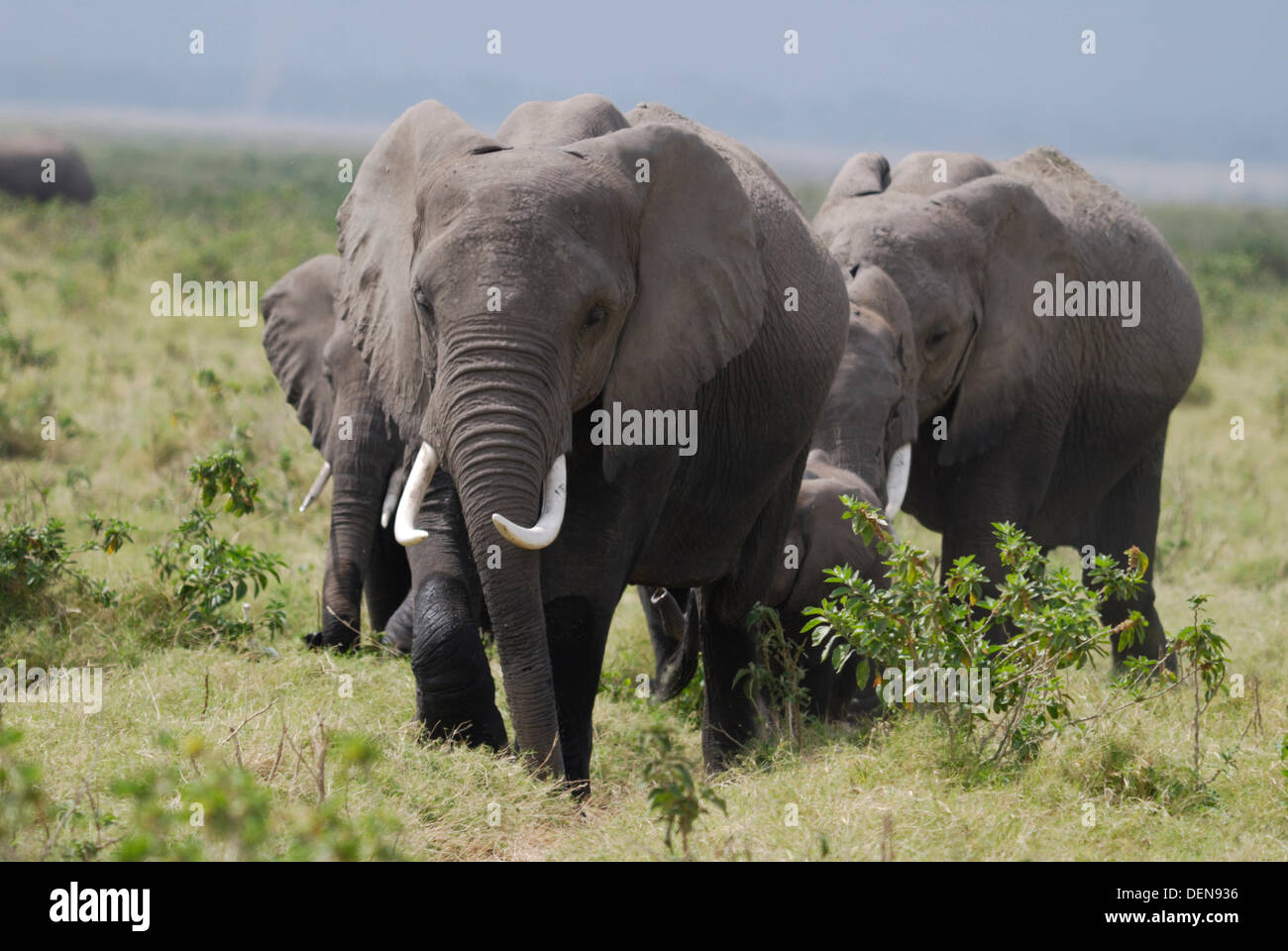 Herd of African Bush Elephant or African Savanna Elephant (Loxodonta ...