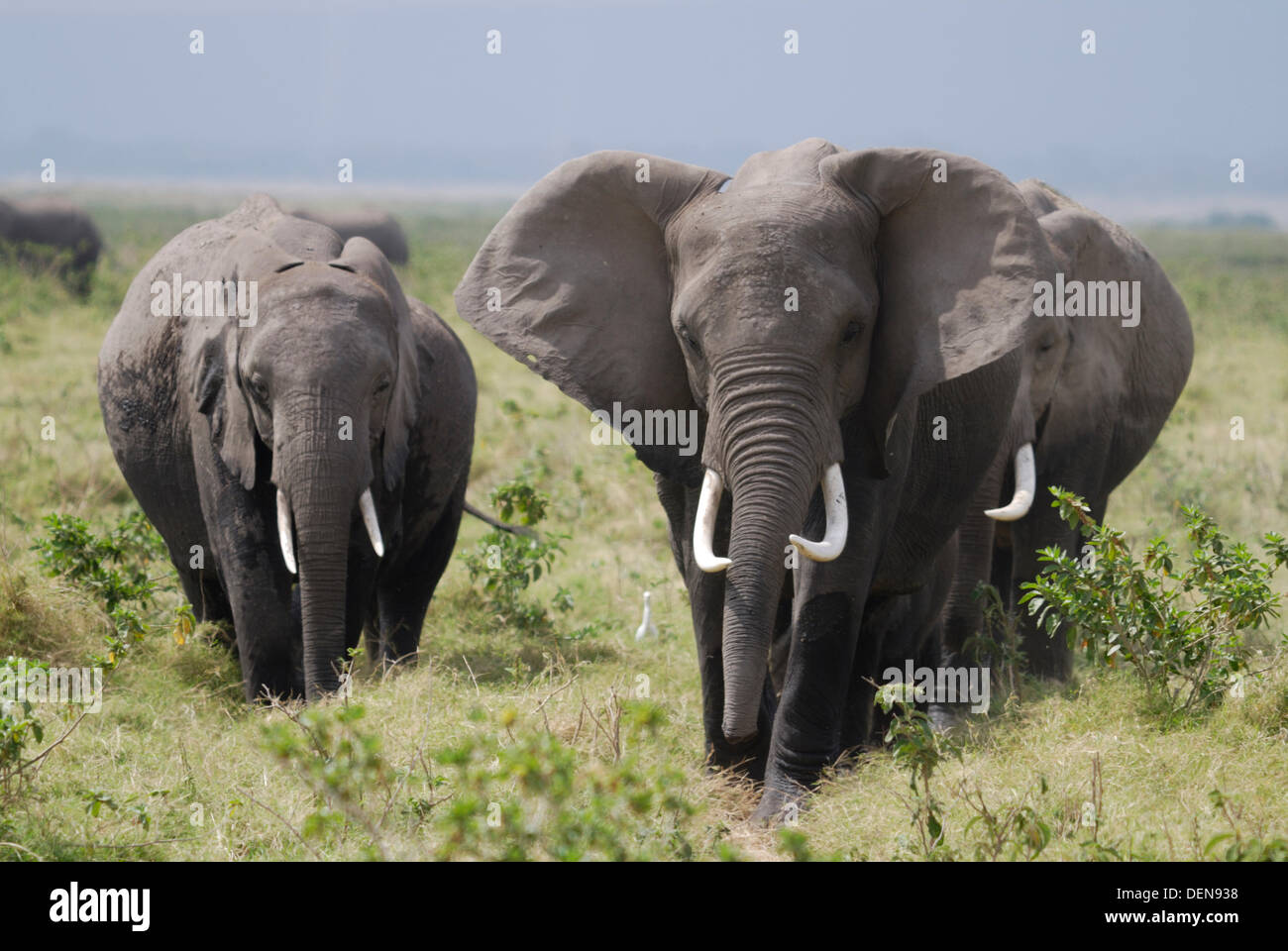 Herd of African Bush Elephant or African Savanna Elephant (Loxodonta ...