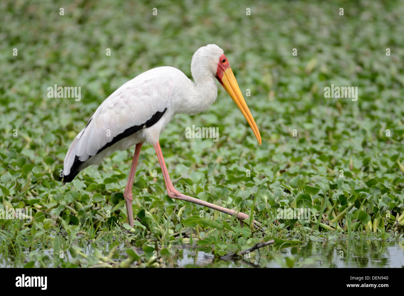 Yellow-billed Stork, Mycteria ibis, is a large wading bird in the stork ...